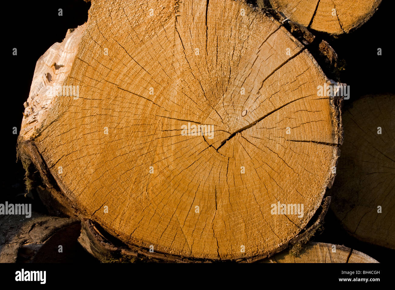 Felled tree showing rings hi-res stock photography and images - Alamy