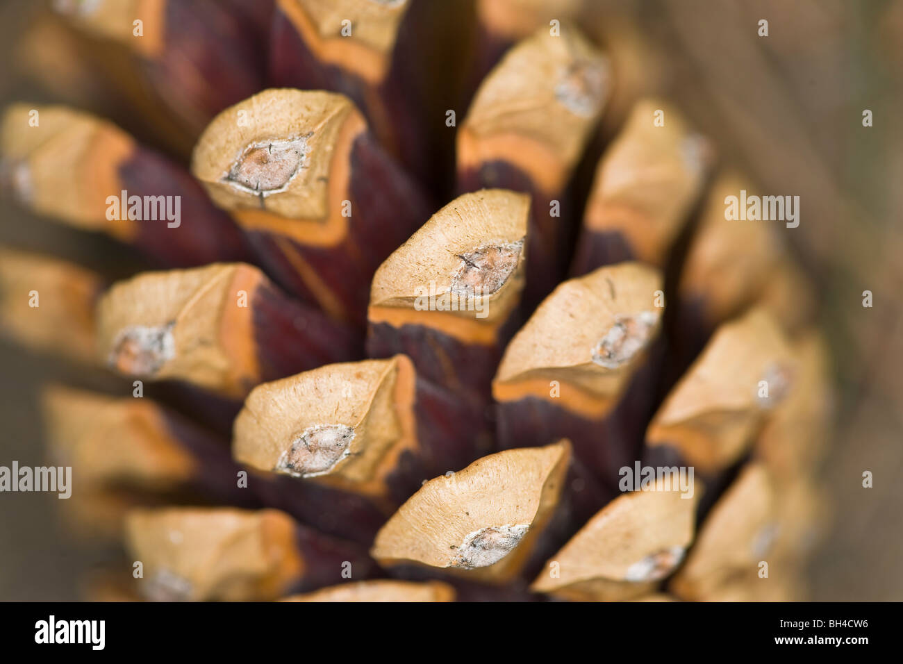 Structure of an hard and dry pine cone Stock Photo - Alamy