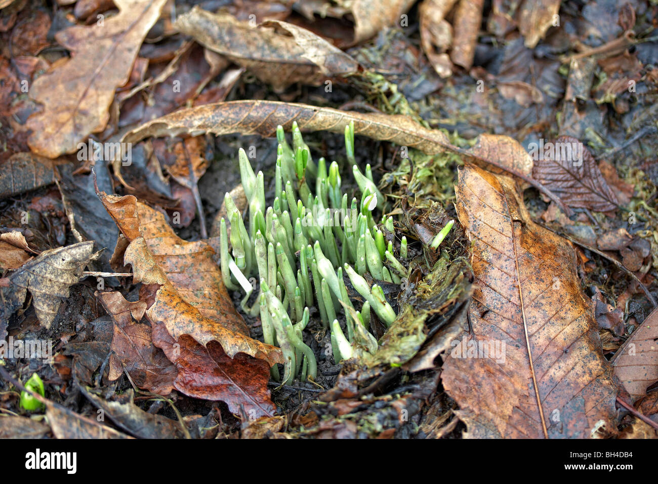 Spring bulbs hi-res stock photography and images - Alamy