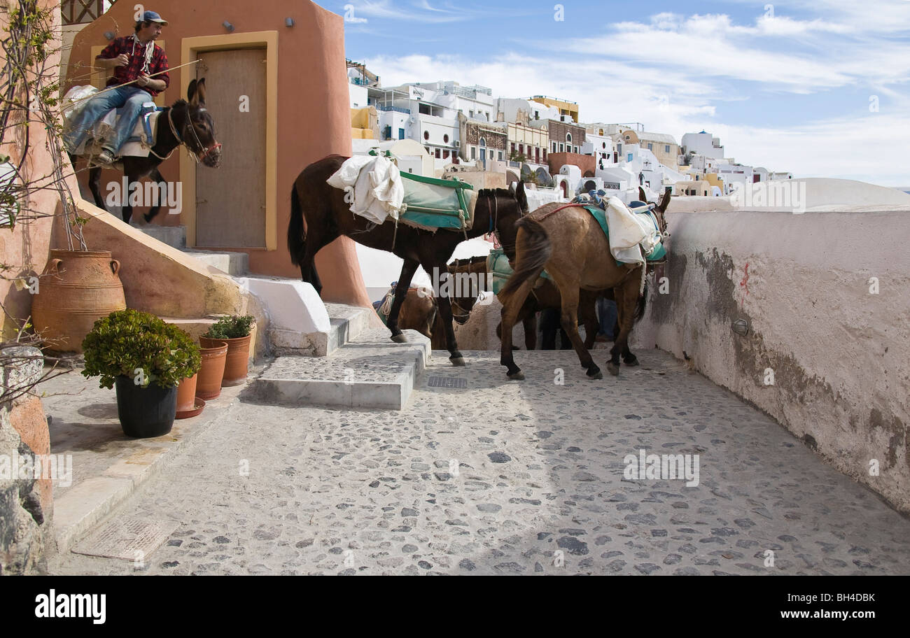 Donkey transport hi-res stock photography and images - Alamy
