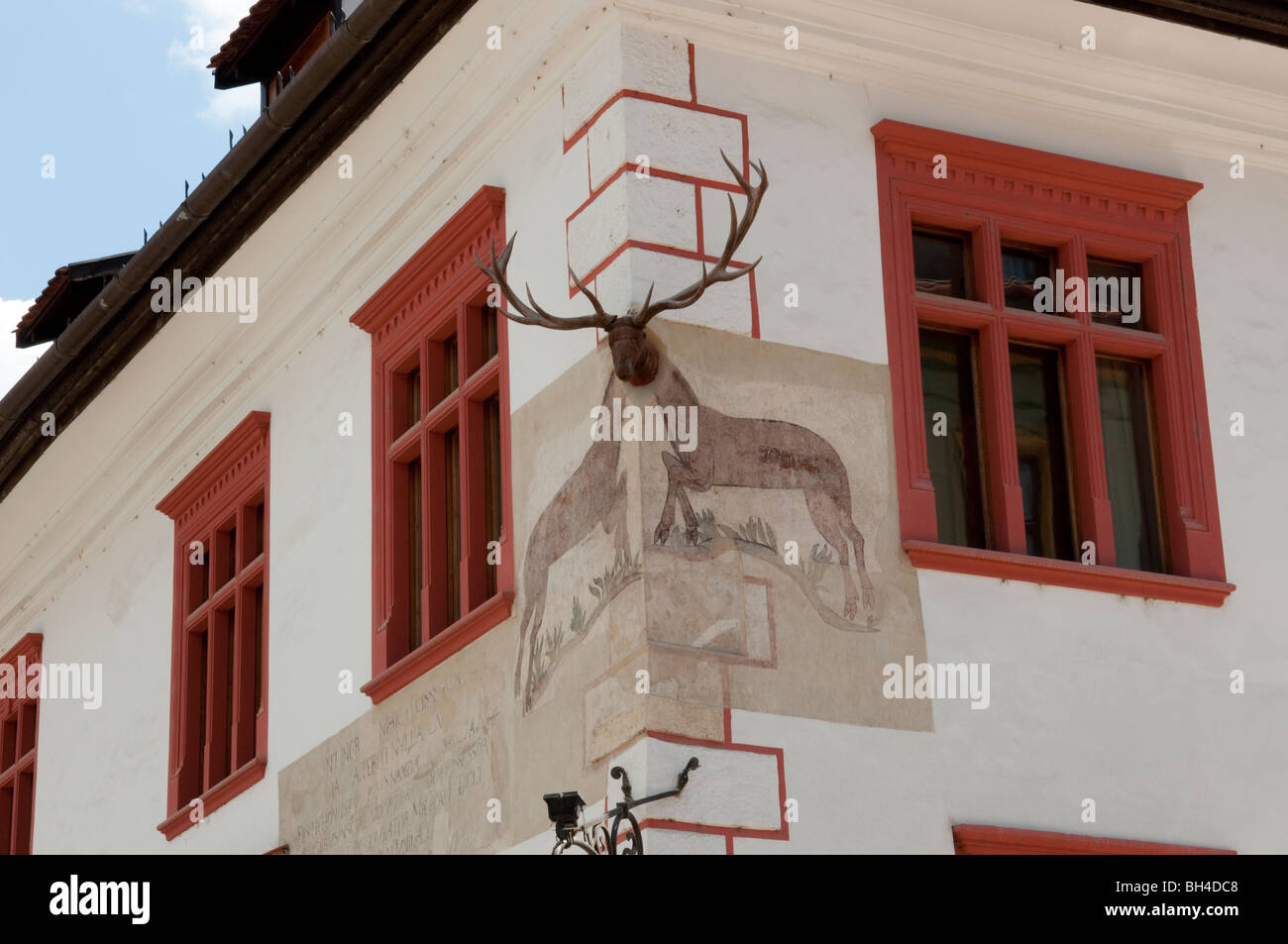 Stag head hi-res stock photography and images - Alamy