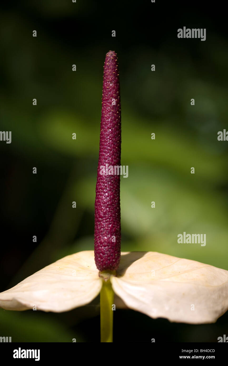 Flaming Flower '(Anthurium andraeanum) in bloom Stock Photo - Alamy