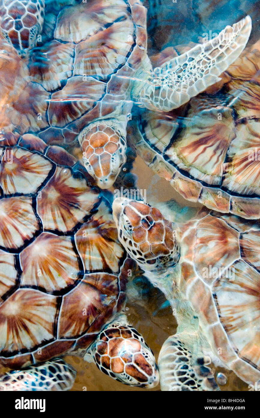 Five turtles hi-res stock photography and images - Alamy