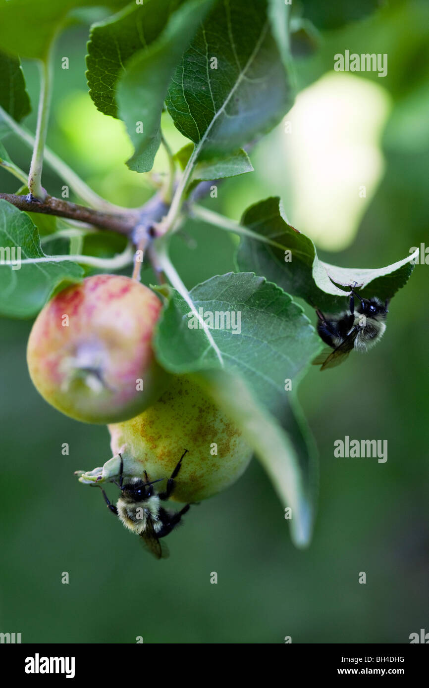 Bees on an apple tree Stock Photo - Alamy