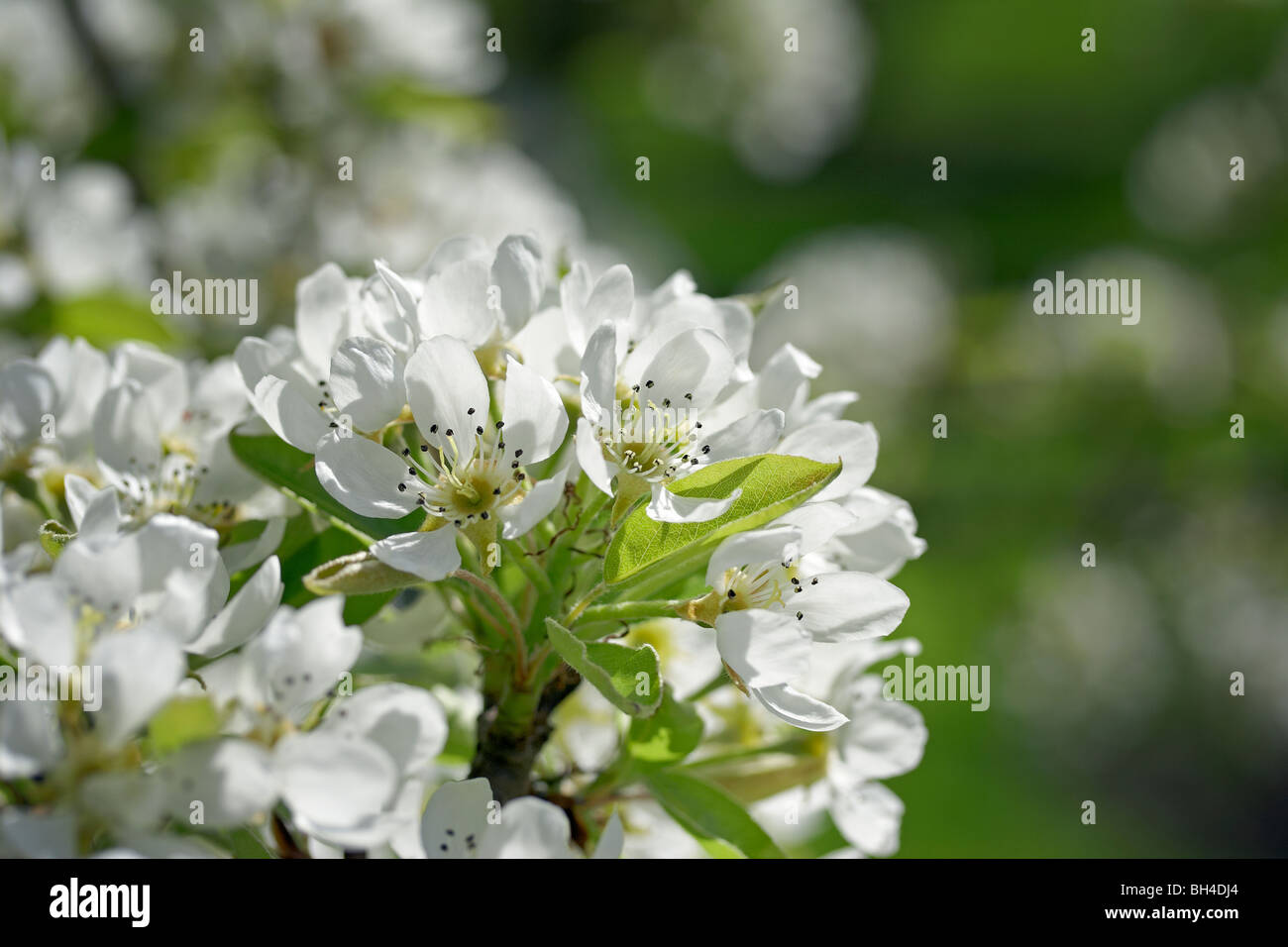 Pear blossom 'Packhams Triumph' Stock Photo - Alamy