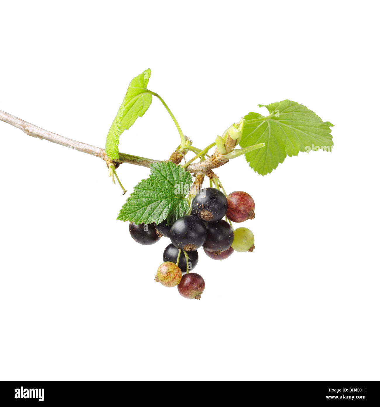 Black current on a white background Stock Photo - Alamy