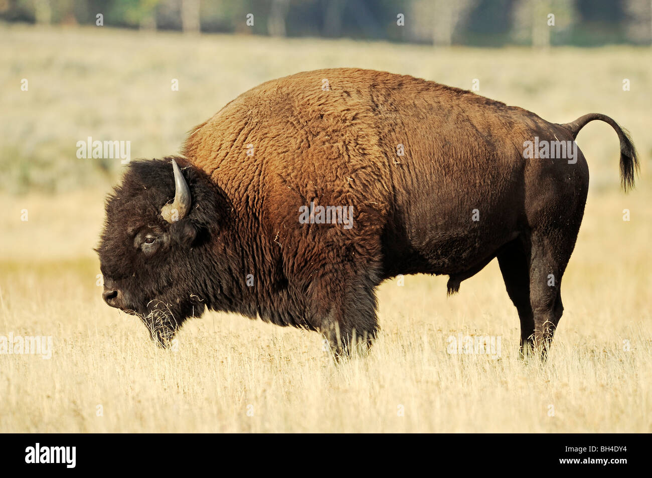 Adult bull bison bison bison hi-res stock photography and images - Alamy