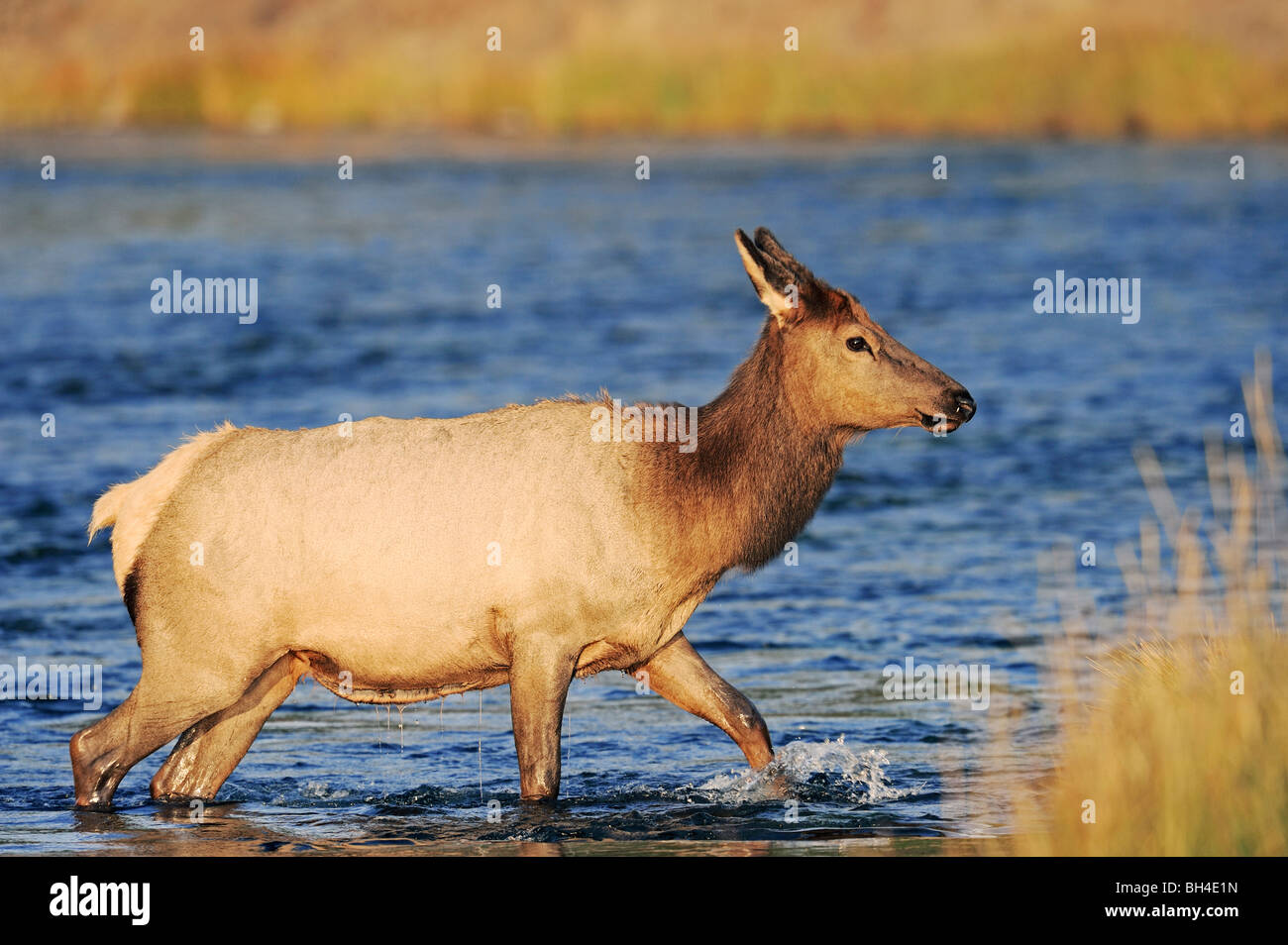 Female wapiti hi-res stock photography and images - Alamy