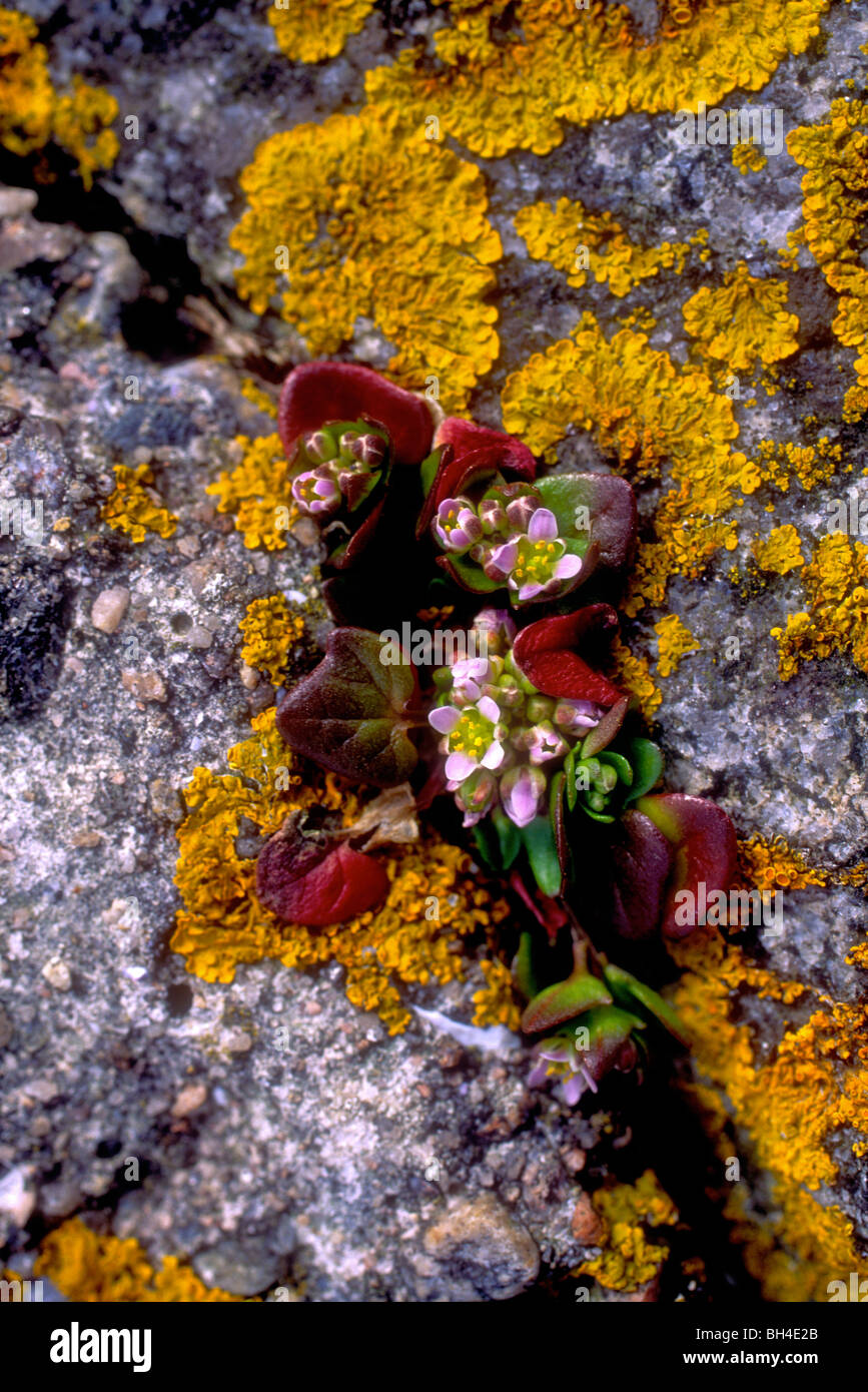 Flower and lichen composition on rock Stock Photo - Alamy