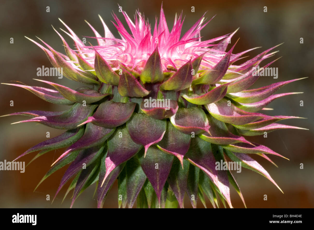 Close up abstract image of flower head from thistle (Cirsium purpuratum ...