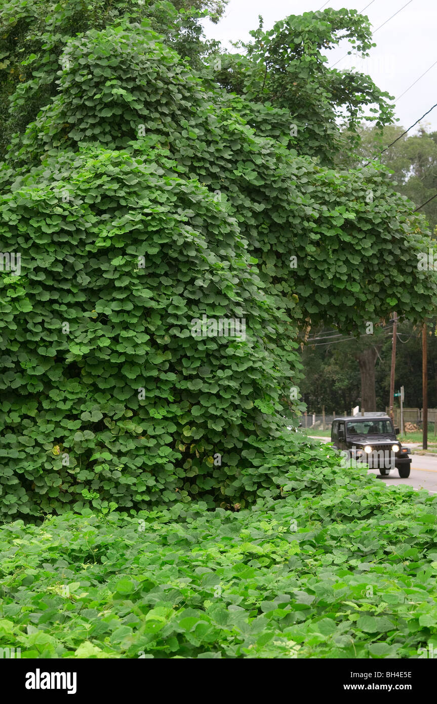 Kudzu hi-res stock photography and images - Alamy