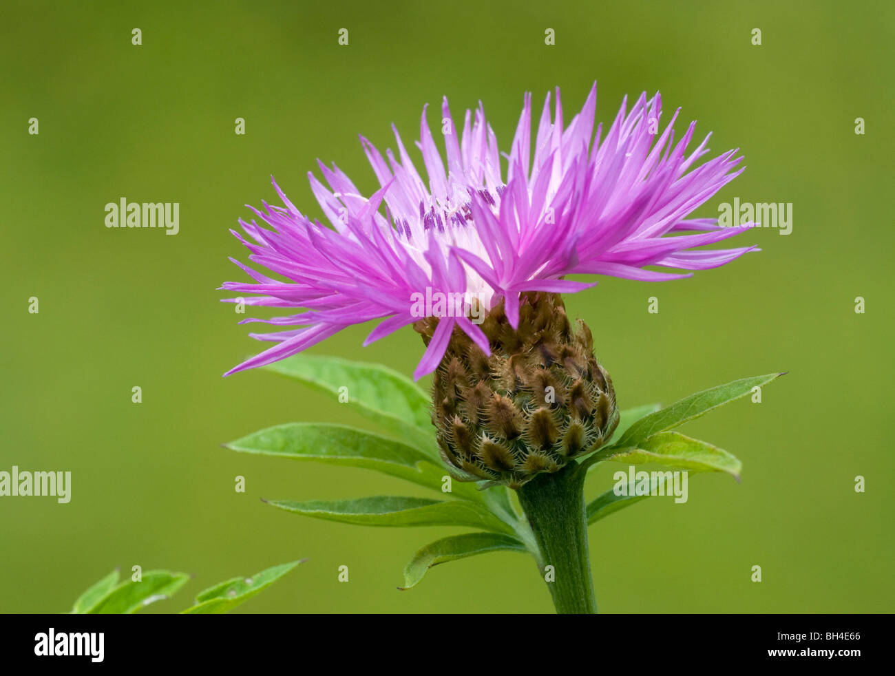 Centaurea dealbata steenbergii hi-res stock photography and images - Alamy