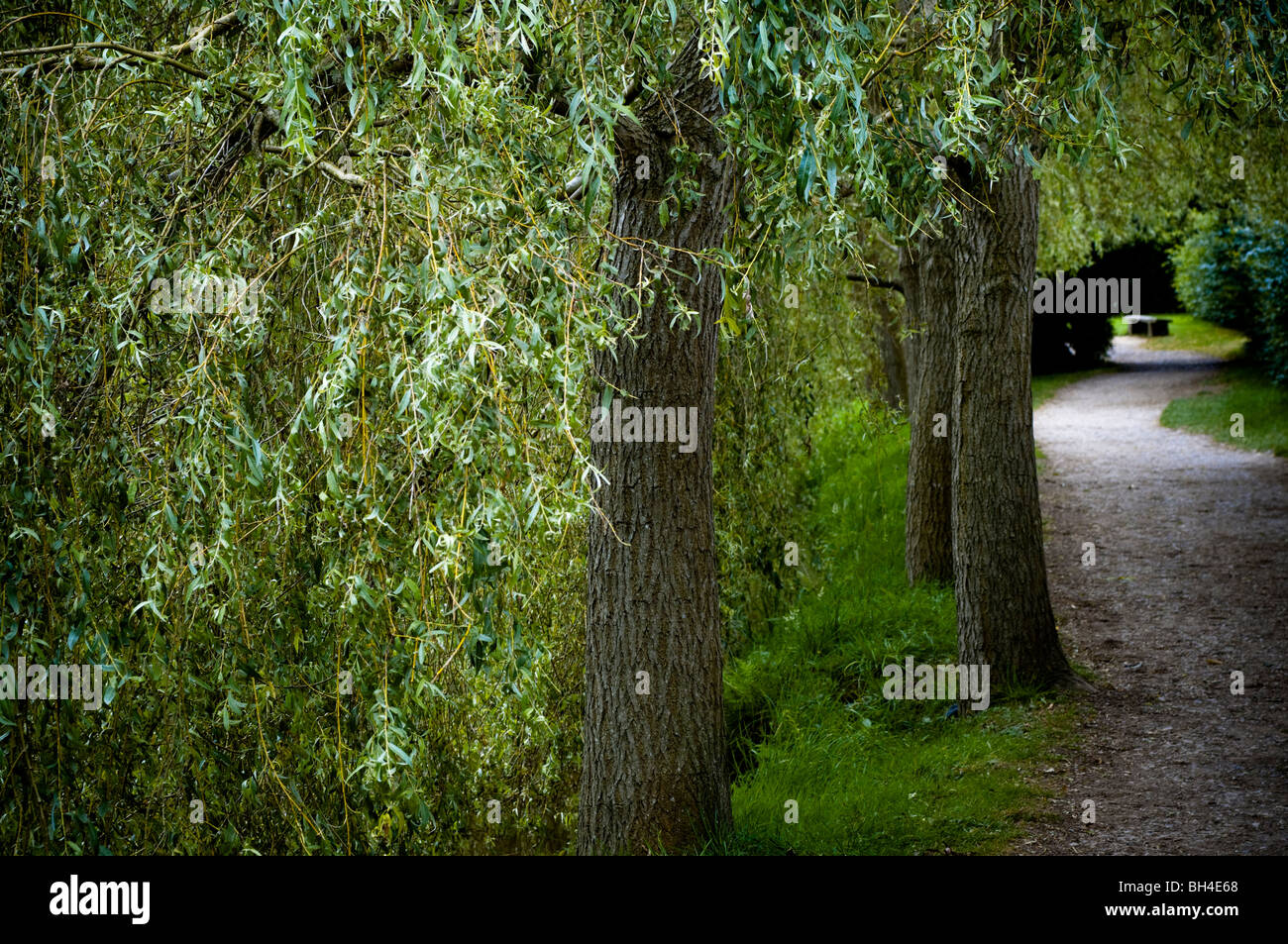 Willow trees in Enchanted Forest, Groombridge, Kent, UK Stock Photo - Alamy