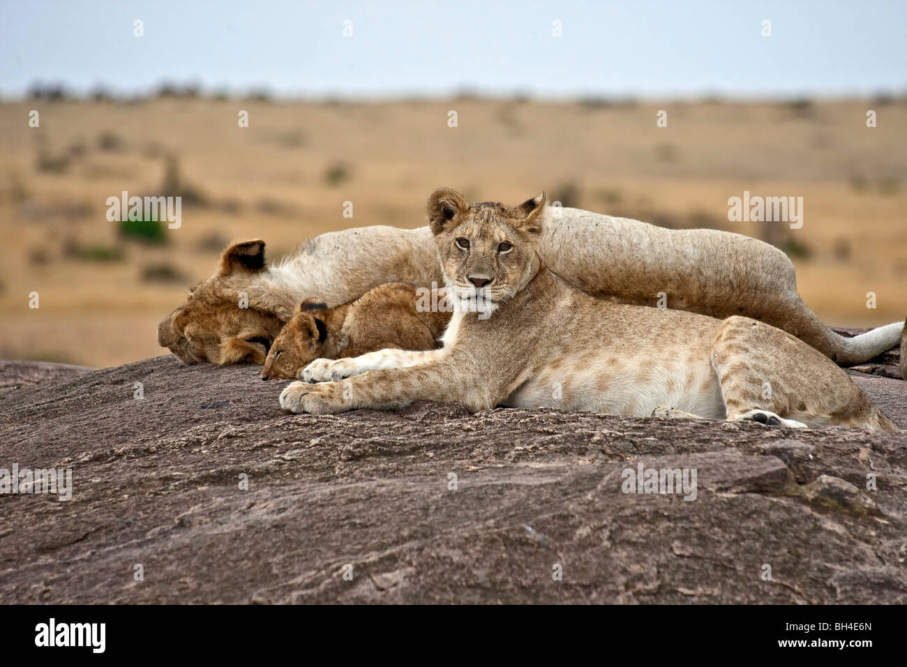 Family group of African Lioness's and a young cub resting in the heat ...