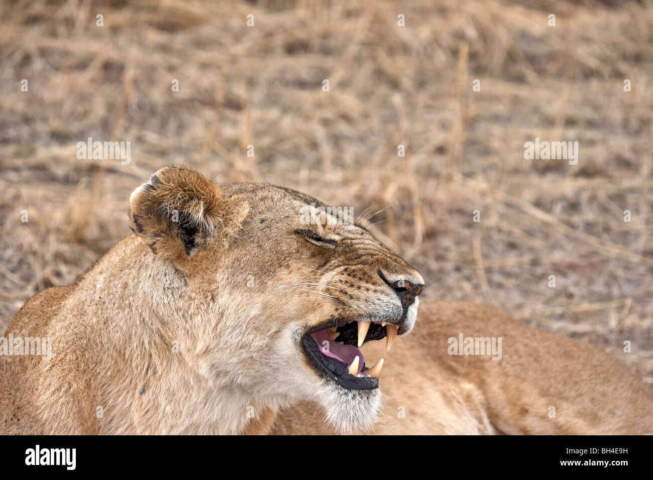 Female African Lion grooming and resting Stock Photo - Alamy