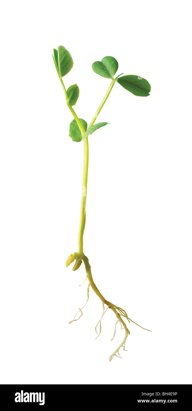 Sprout on a white background Stock Photo - Alamy