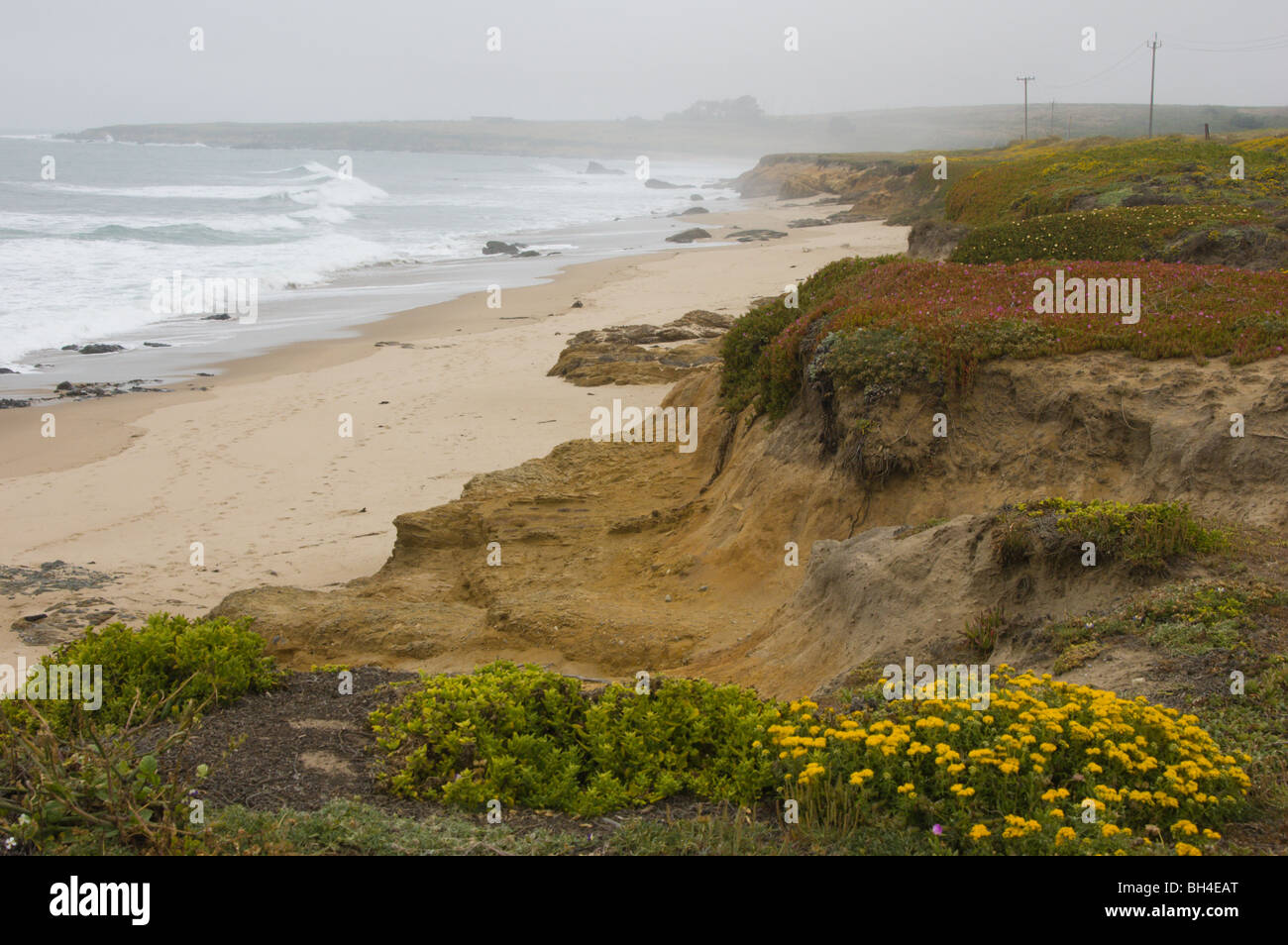 Pigeon Point light house, California, USA Stock Photo - Alamy