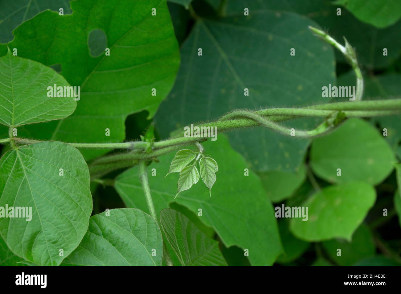 Kudzu hi-res stock photography and images - Alamy