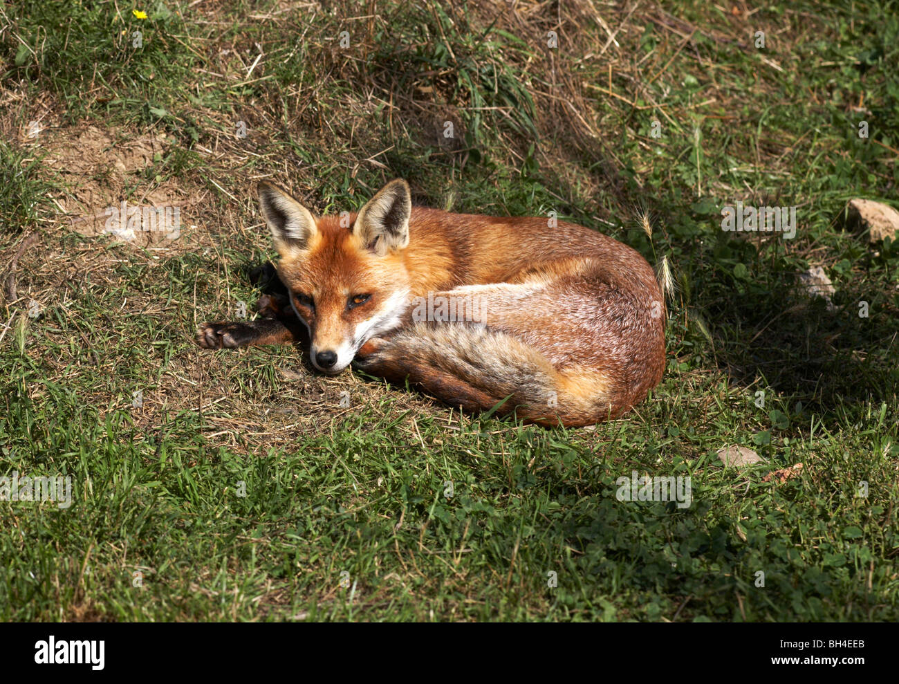 Summer fox hi-res stock photography and images - Alamy