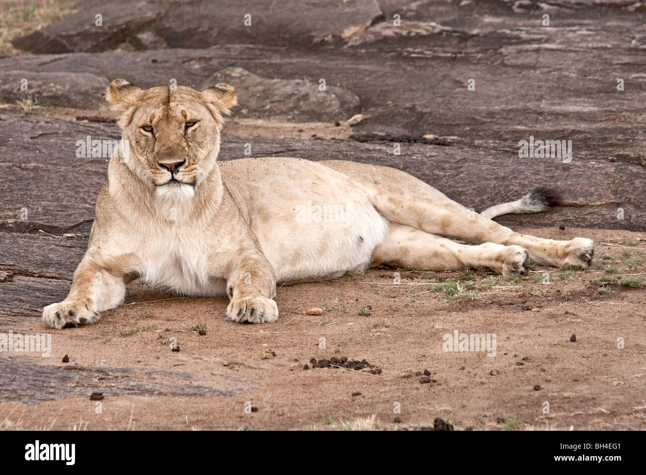 Female African Lion grooming and resting Stock Photo - Alamy