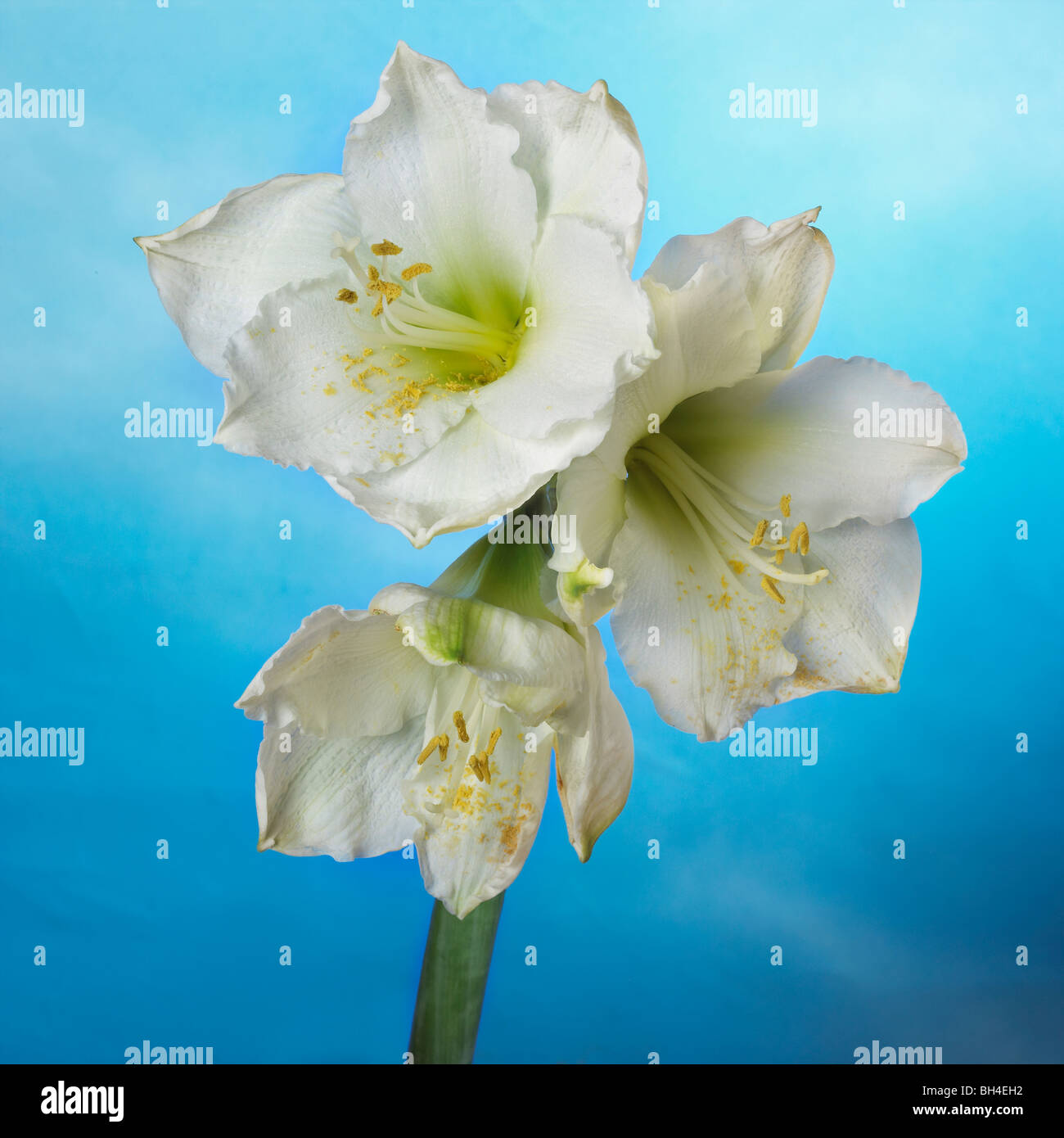Amaryllis flowers on a blue background Stock Photo - Alamy