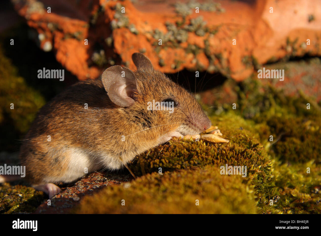 Wood mouse eating a piece of grain on an old tile roof Stock Photo - Alamy
