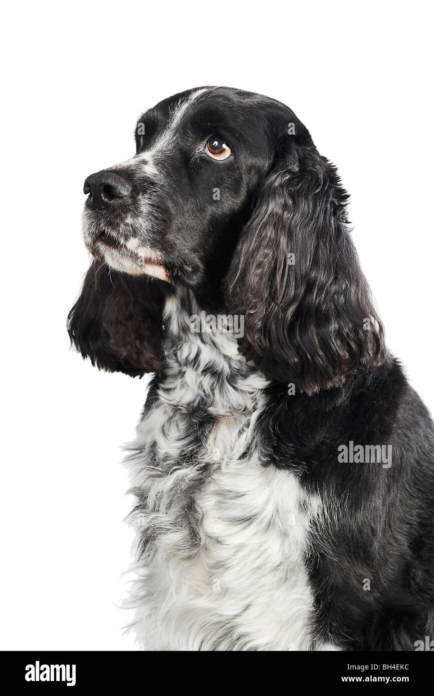 English Springer Spaniel on a white background Stock Photo - Alamy