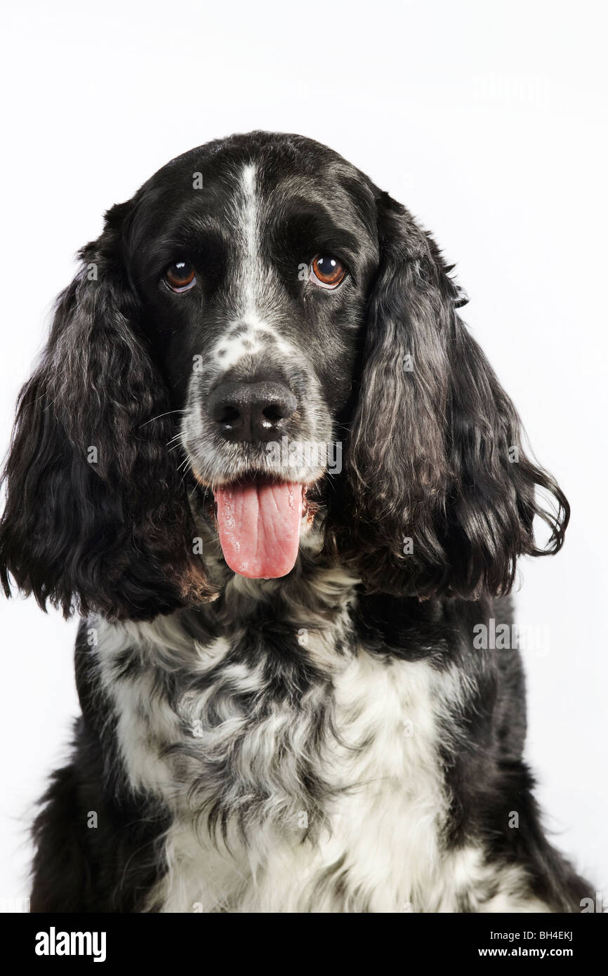 Black And White English Springer Spaniel High Resolution Stock ...