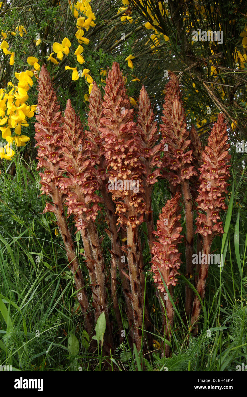 Greater broomrape (Orobanche Rapum-Genistae) growing in front of the ...