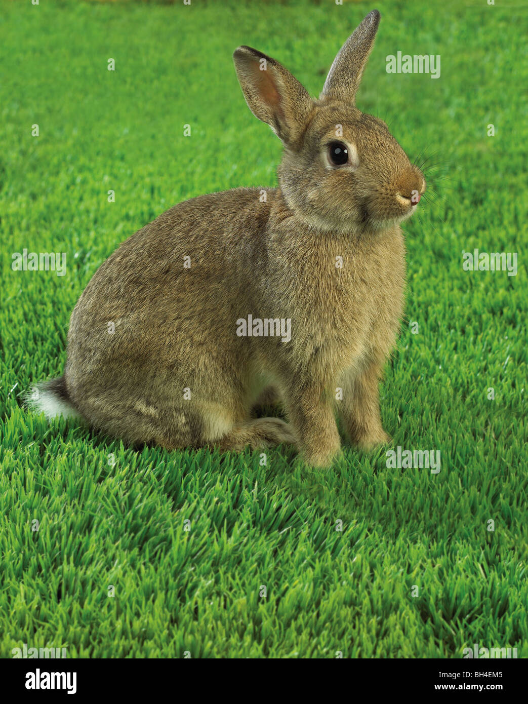 My rabbit hi-res stock photography and images - Alamy