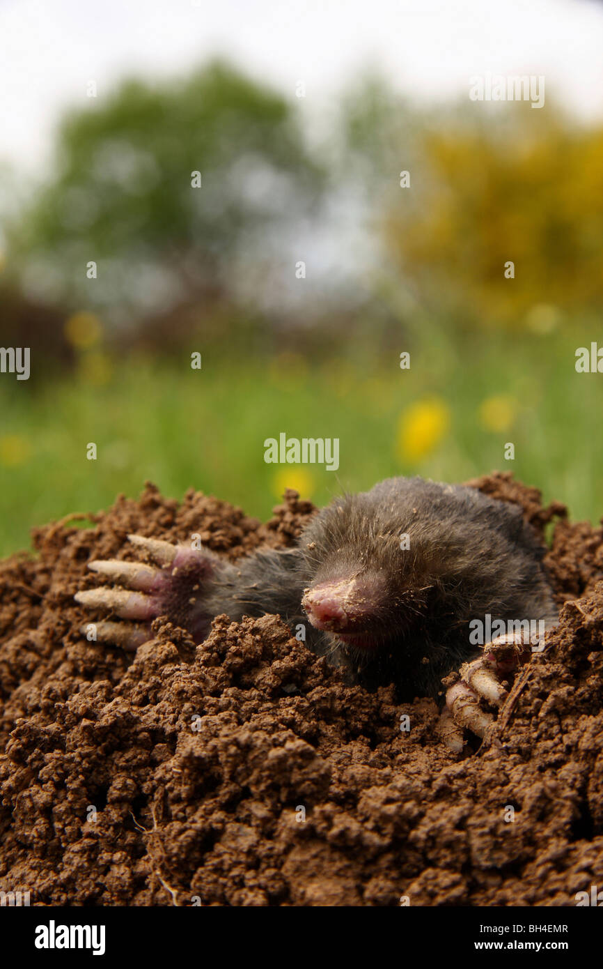 Mole emerging from molehill in hi-res stock photography and images - Alamy