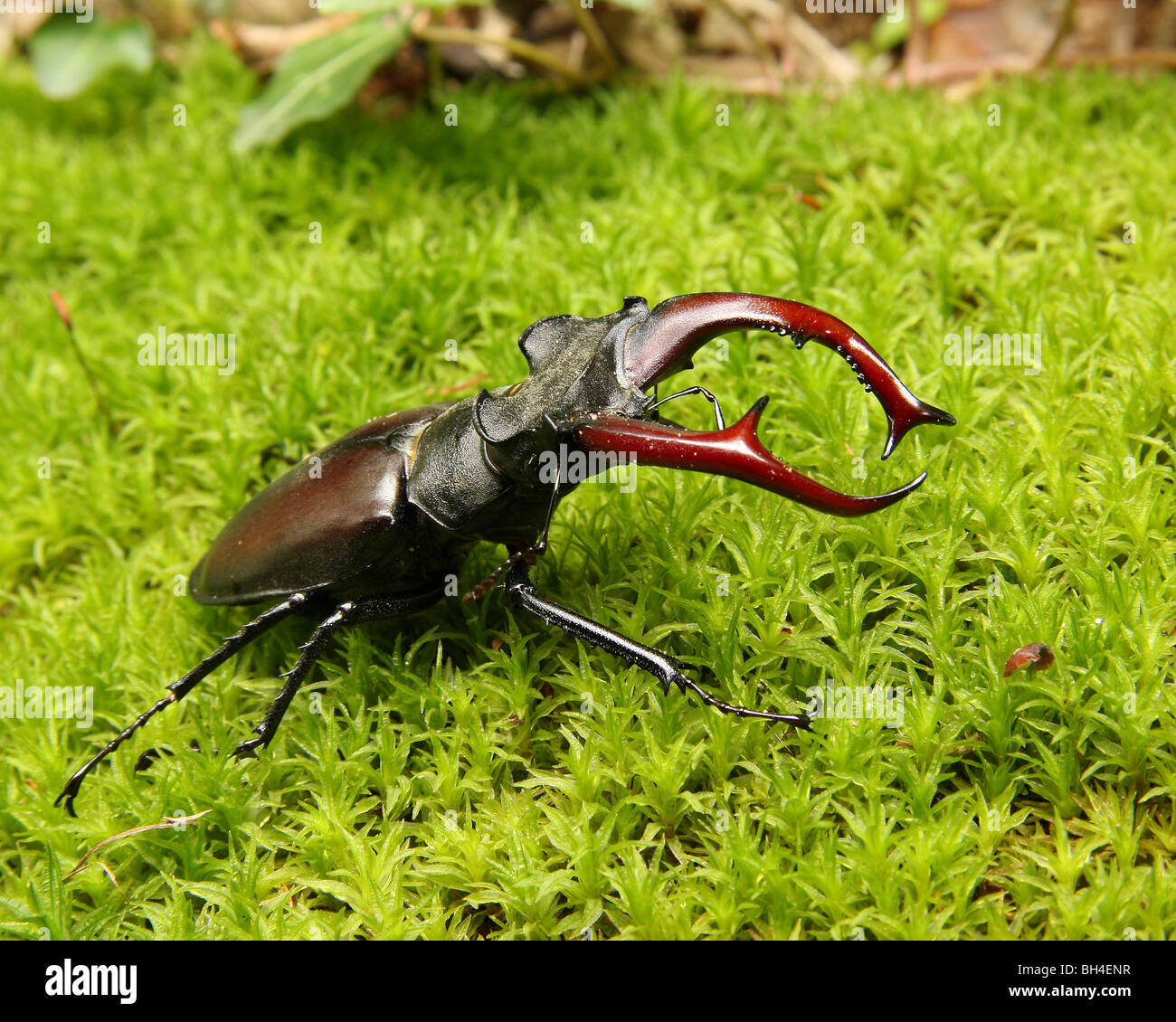 Male stagg beetle (Lucanus Cervus) with large jaws on thick moss Stock ...