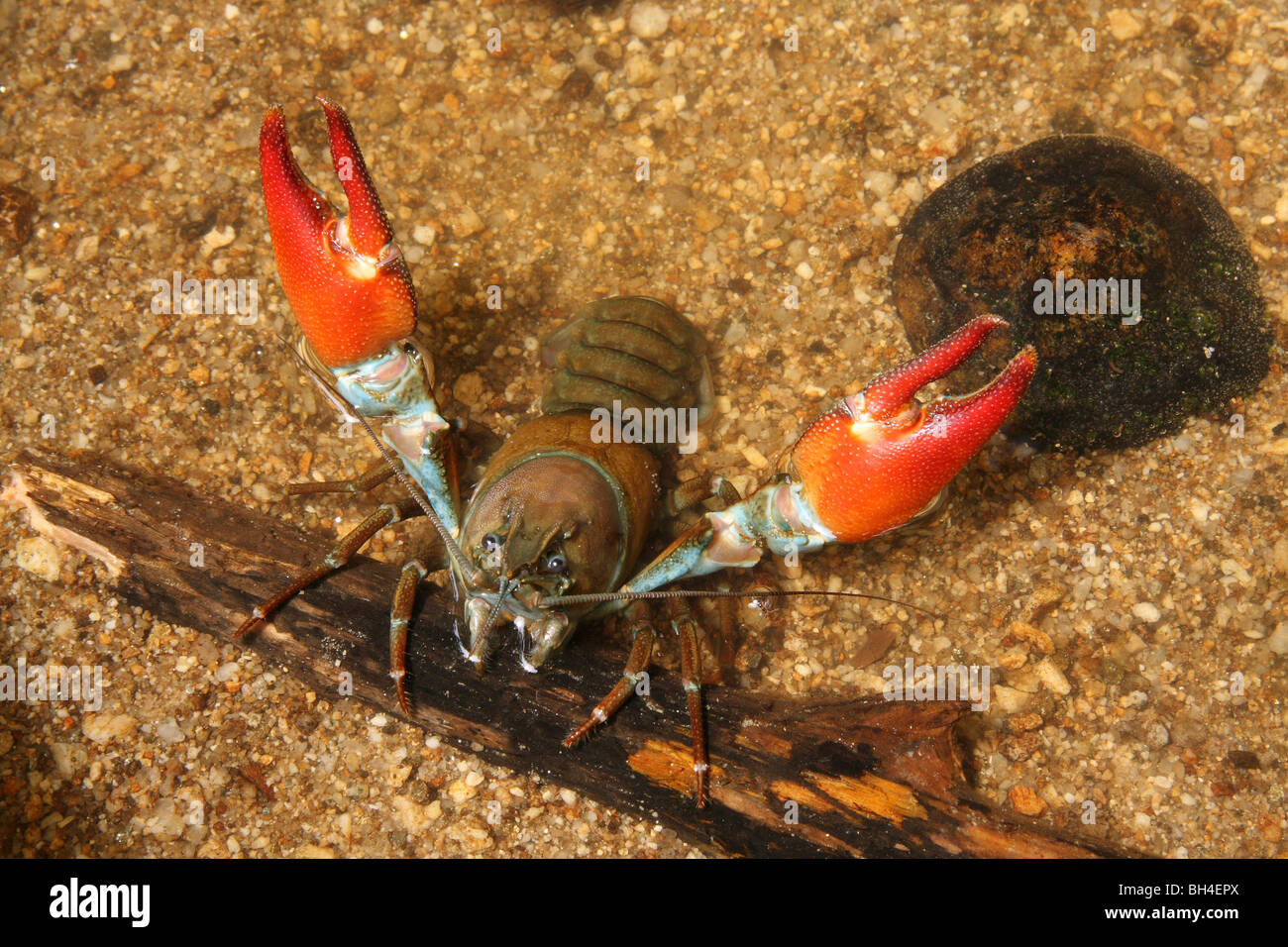 Defensive posture hi-res stock photography and images - Alamy