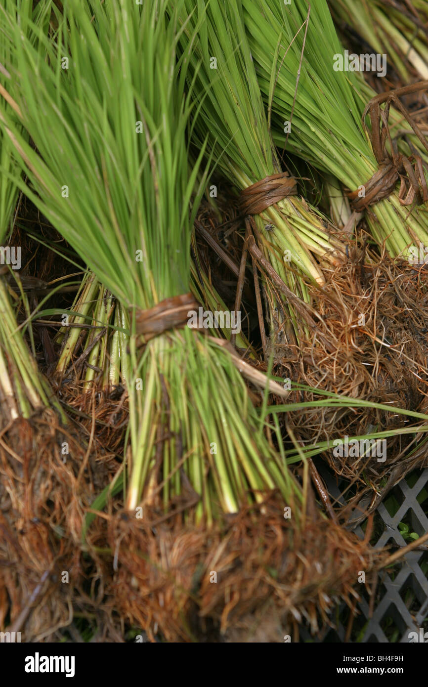 Planting organic rice in paddy rice field using old traditional methods ...