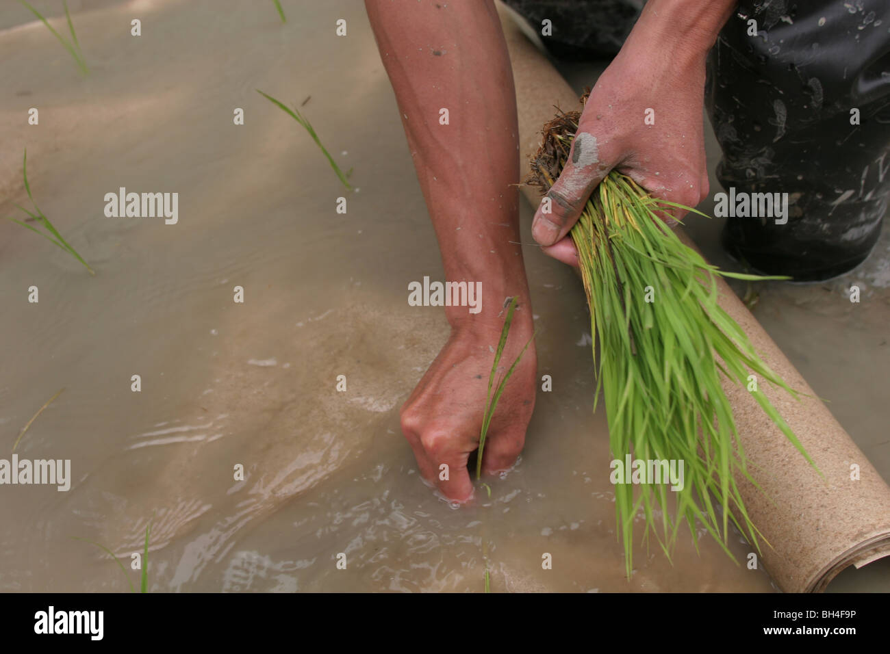 Planting organic rice in paddy rice field using old traditional methods ...