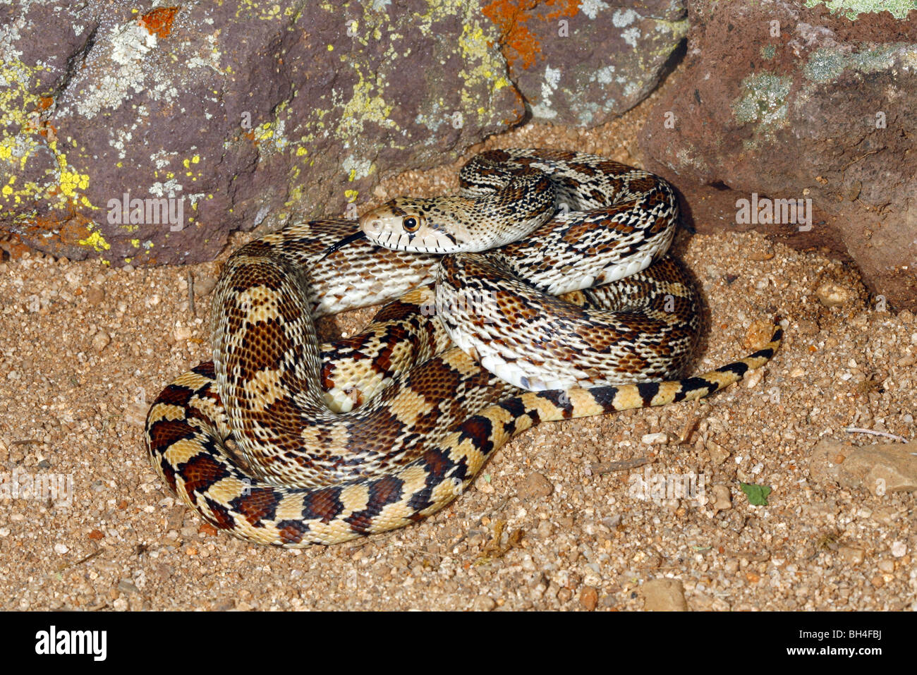 Gopher snake hi-res stock photography and images - Alamy