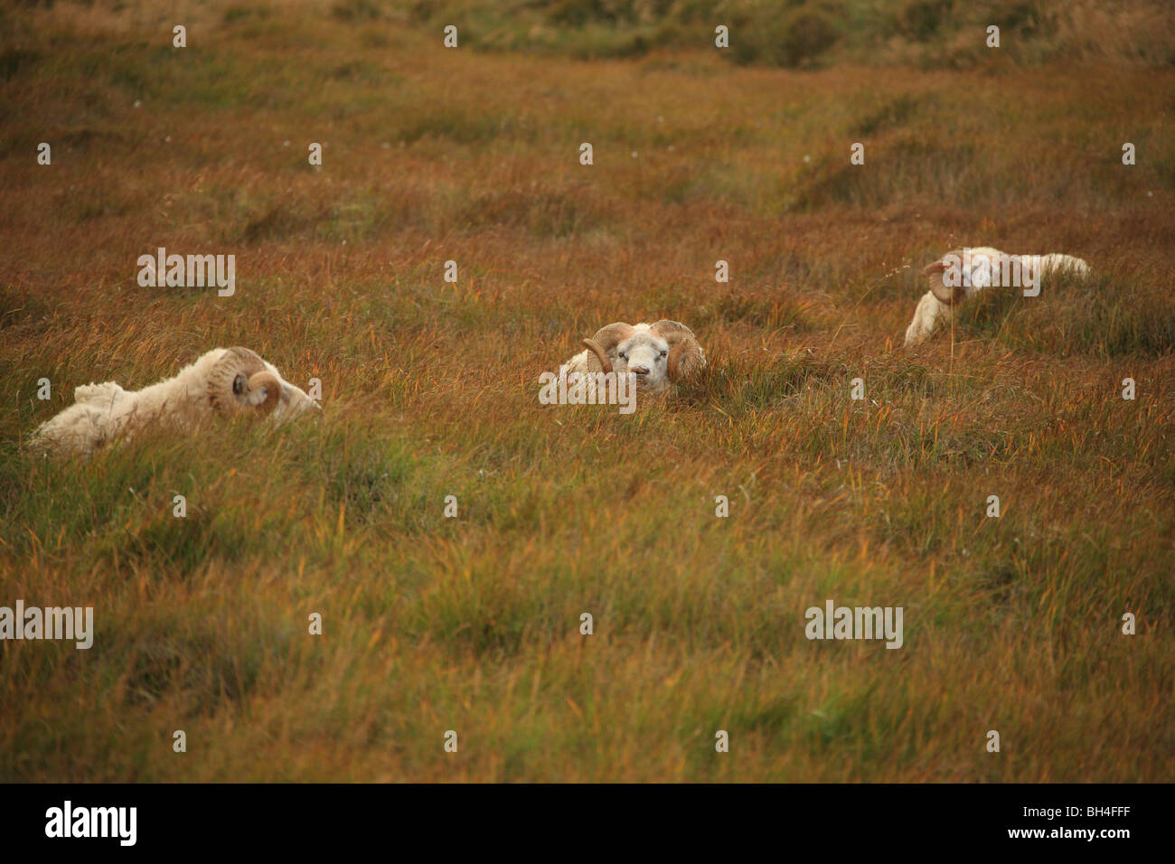 Northern europe sheep hi-res stock photography and images - Alamy