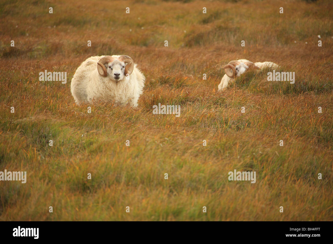Male sheep hi-res stock photography and images - Alamy