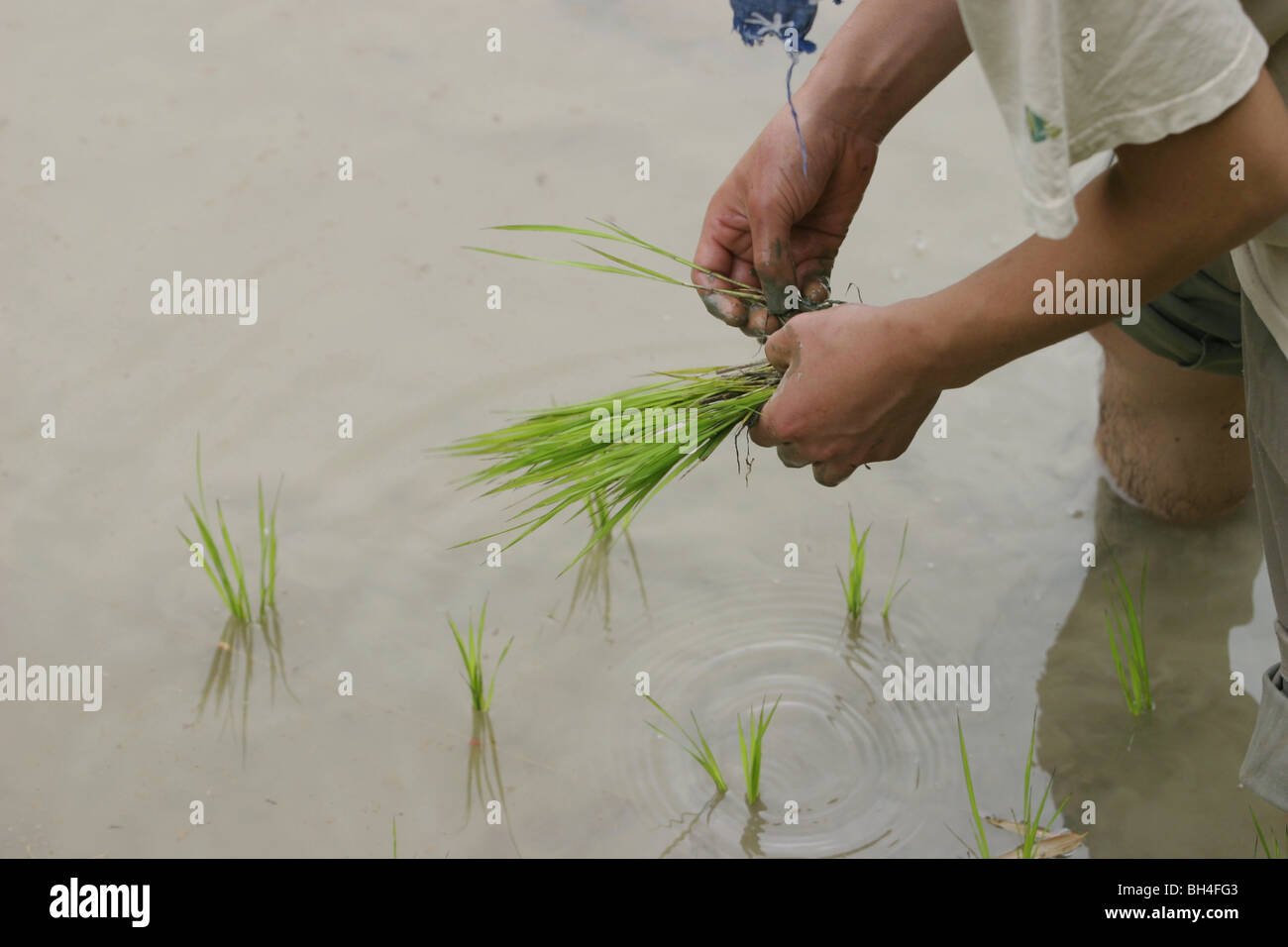 Planting organic rice in paddy rice field using old traditional methods ...
