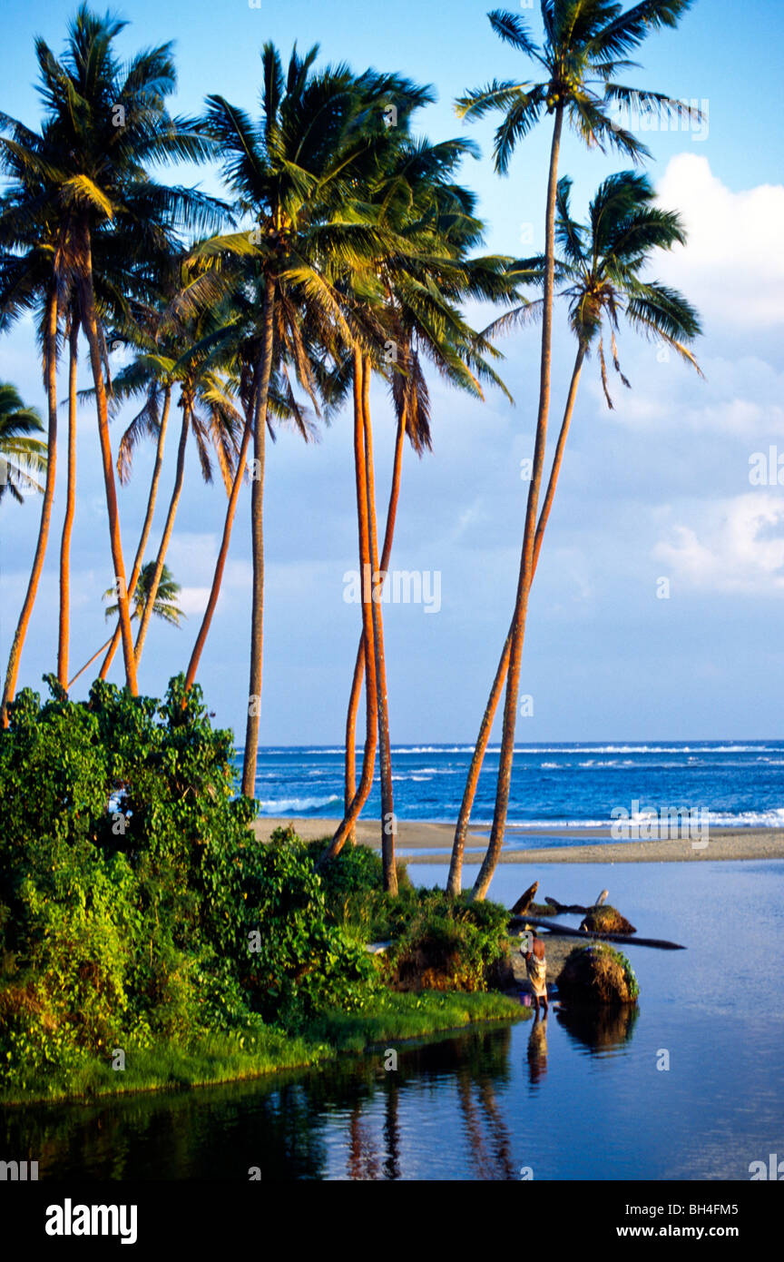 Palm trees against a blue sky with bright blue ocean water, Fiji, South ...