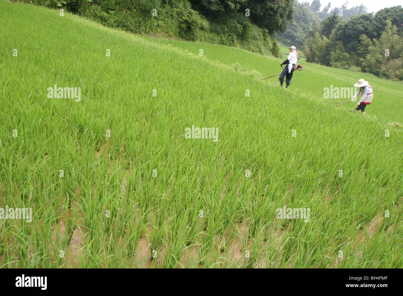Japan old people farming elderly hi-res stock photography and images ...