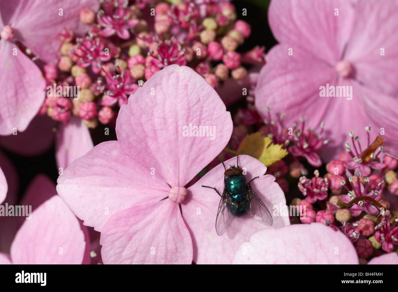 Greenbottle fly (Lucilia caesar) on Hydrangea macrophylla in summer ...