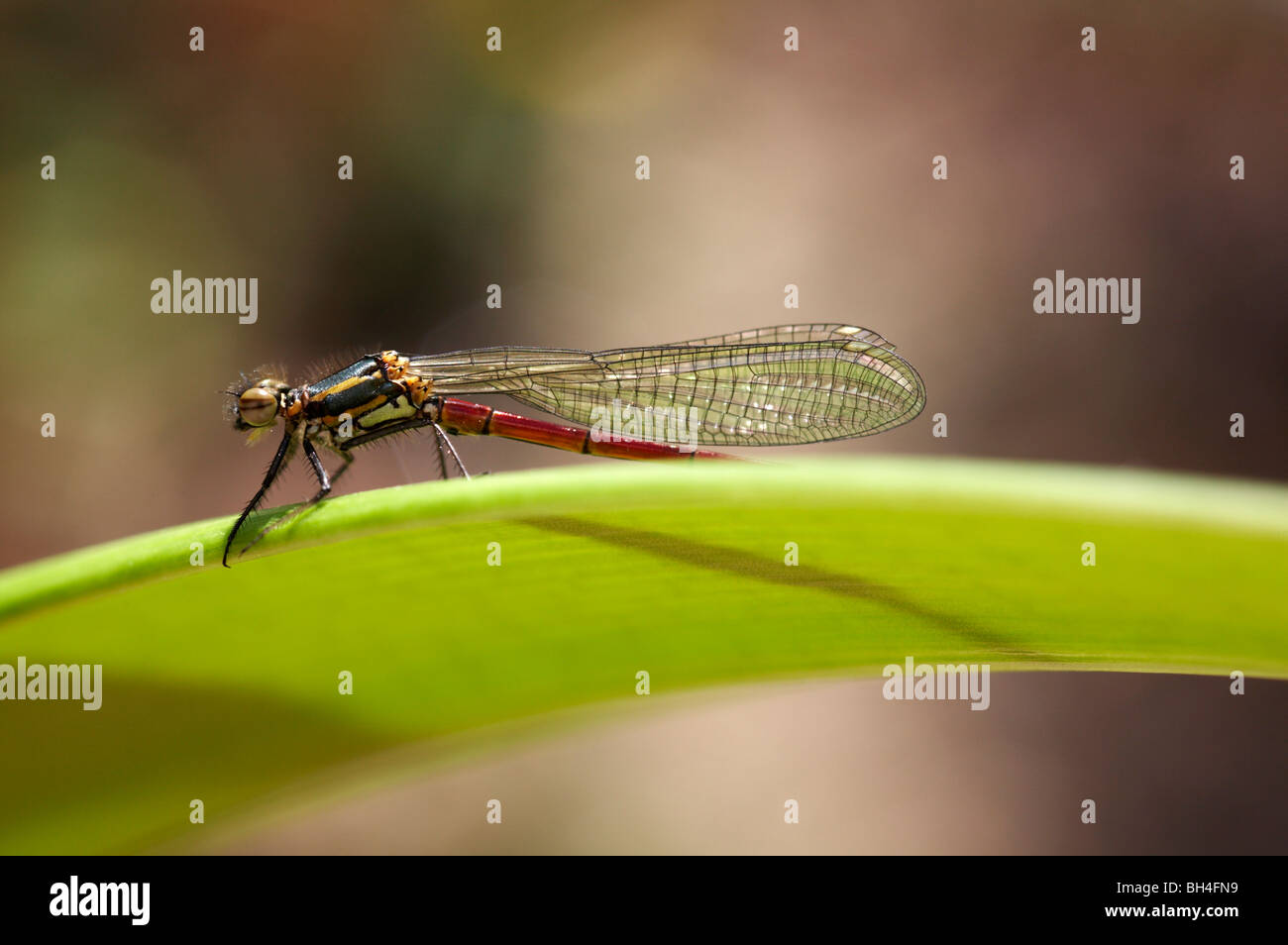 Large red damselfly (Pyrrhosoma nymphula) at rest on leaf in spring at ...