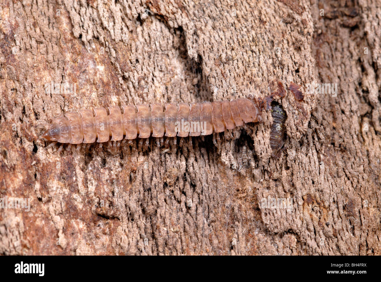 Close up of millipede (Polydesmus angustus) on the underside of birch ...