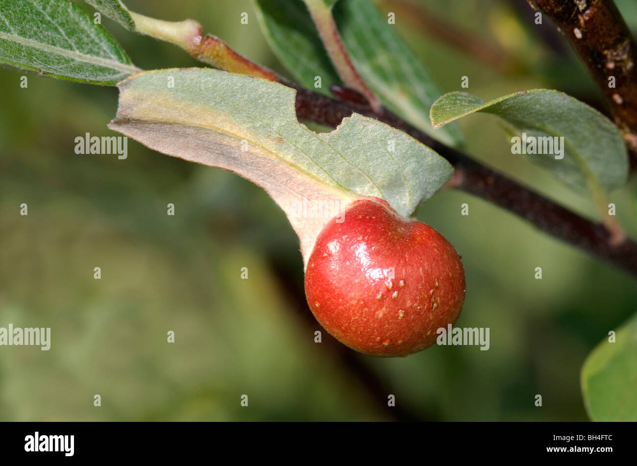 Close up of a cherry gall attached to leaf of bush caused by a species ...