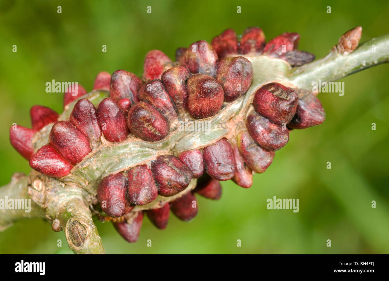 gall wasp (Adricus testaceipes) gall becomes brown hard Stock Photo - Alamy
