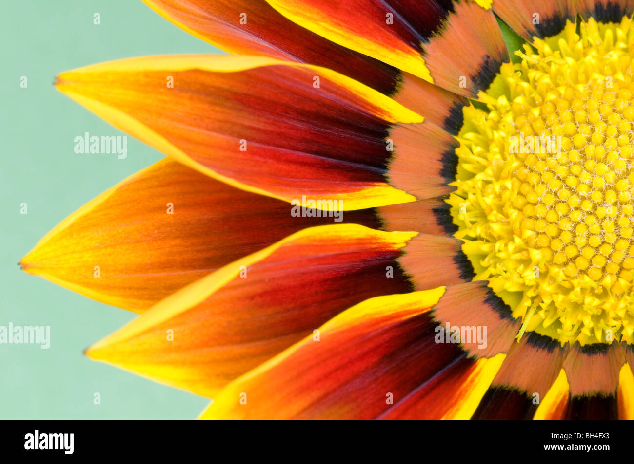 Close up abstract of Gazania flower showing colourful pattern and ...