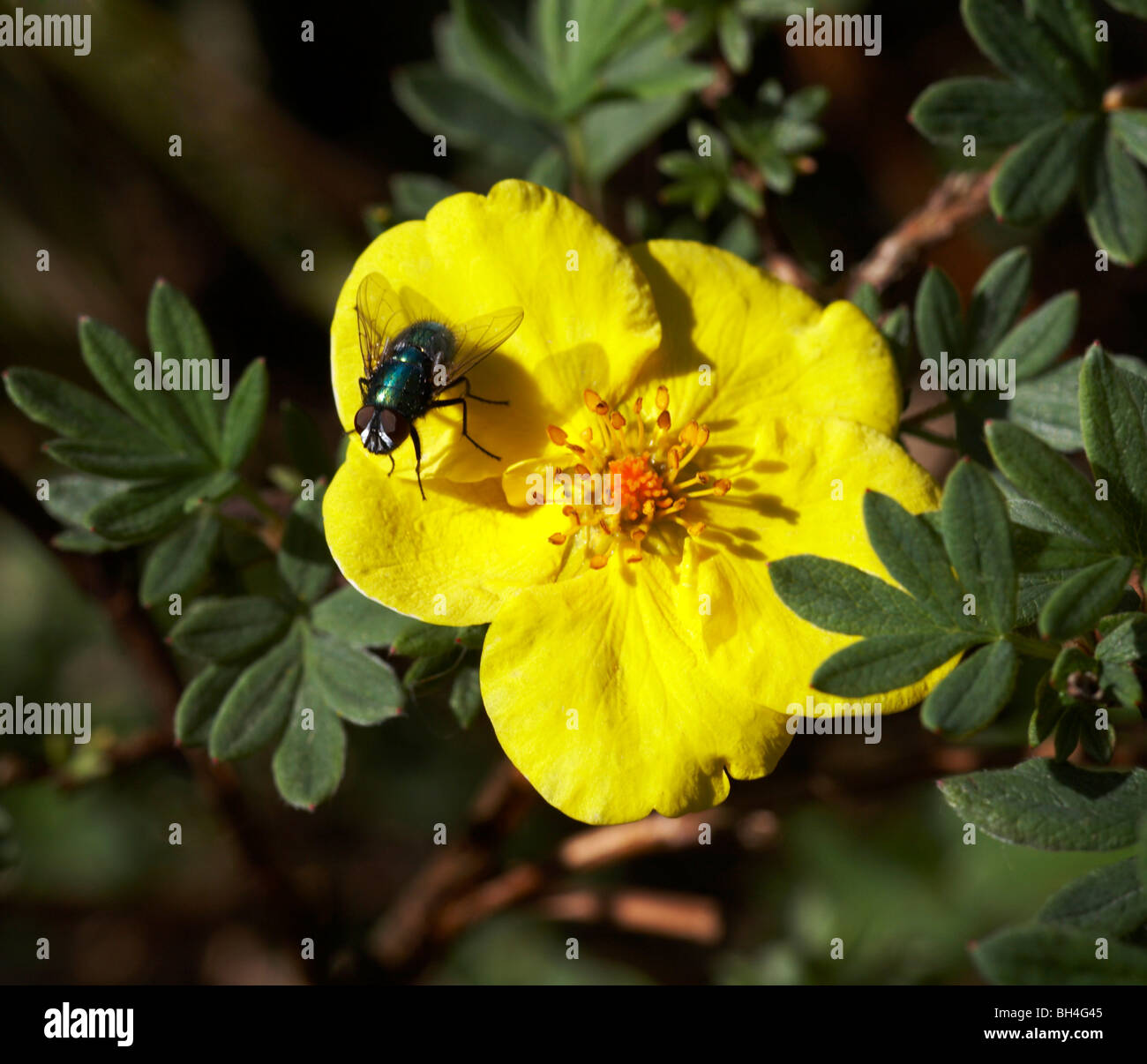 Greenbottle fly (Lucilia caesar) on potentilla (cinquefoil) in May ...