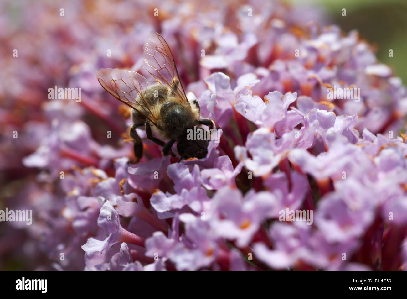 Bee feeding on buddleia davidii in Summer Stock Photo - Alamy