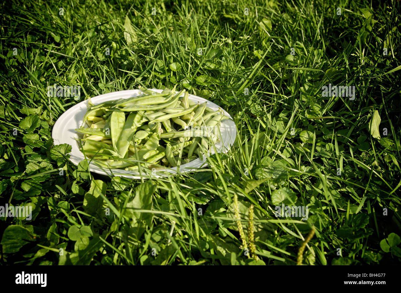 Food pea sugar snap hi-res stock photography and images - Alamy